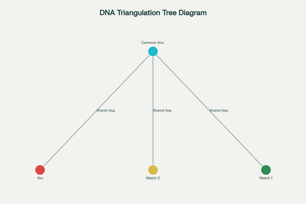 Guide to DNA Triangulation: Advanced Steps Explained