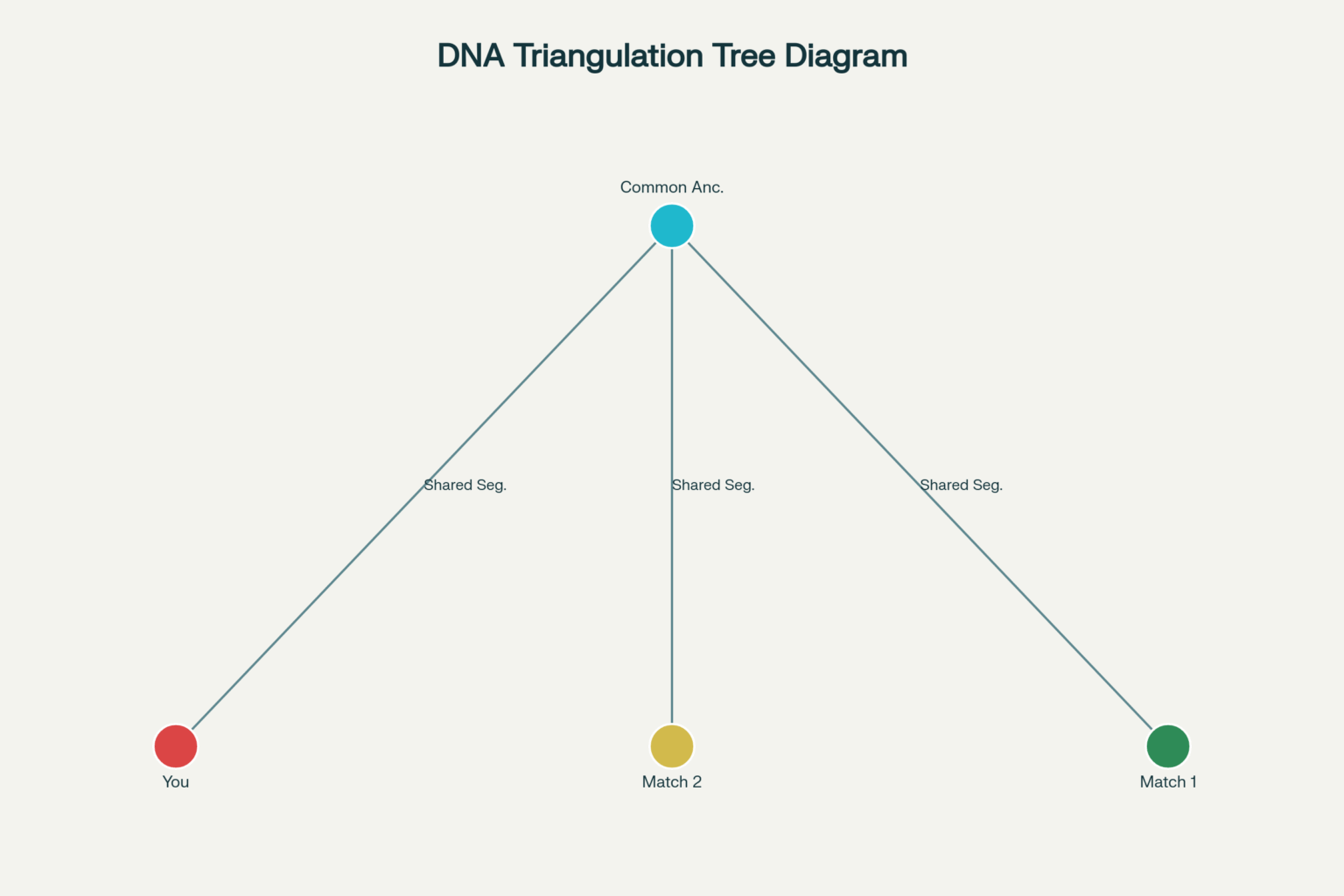Guide to DNA Triangulation: Advanced Steps Explained